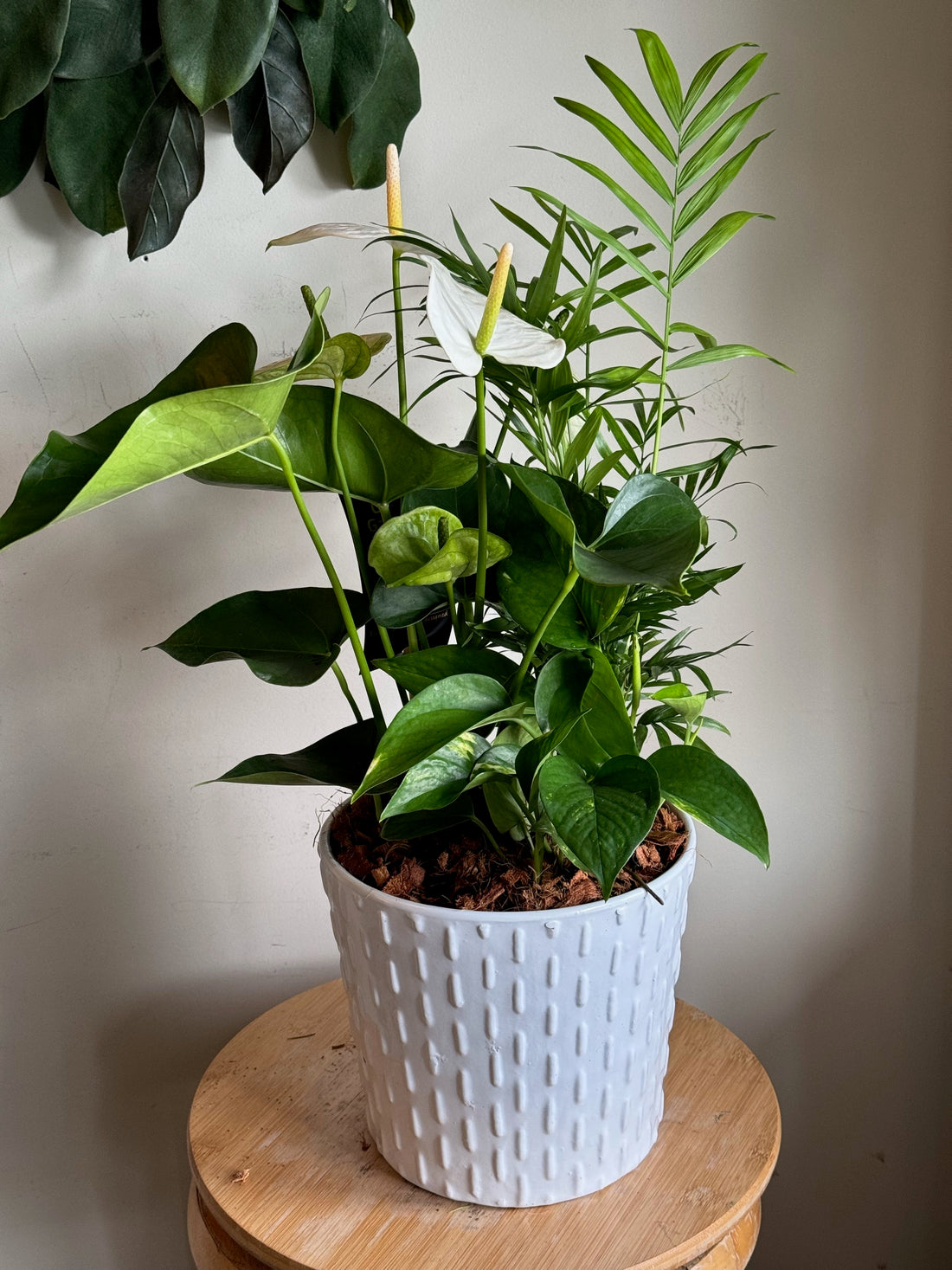 Small Sympathy Planter – Elora St. Flowers