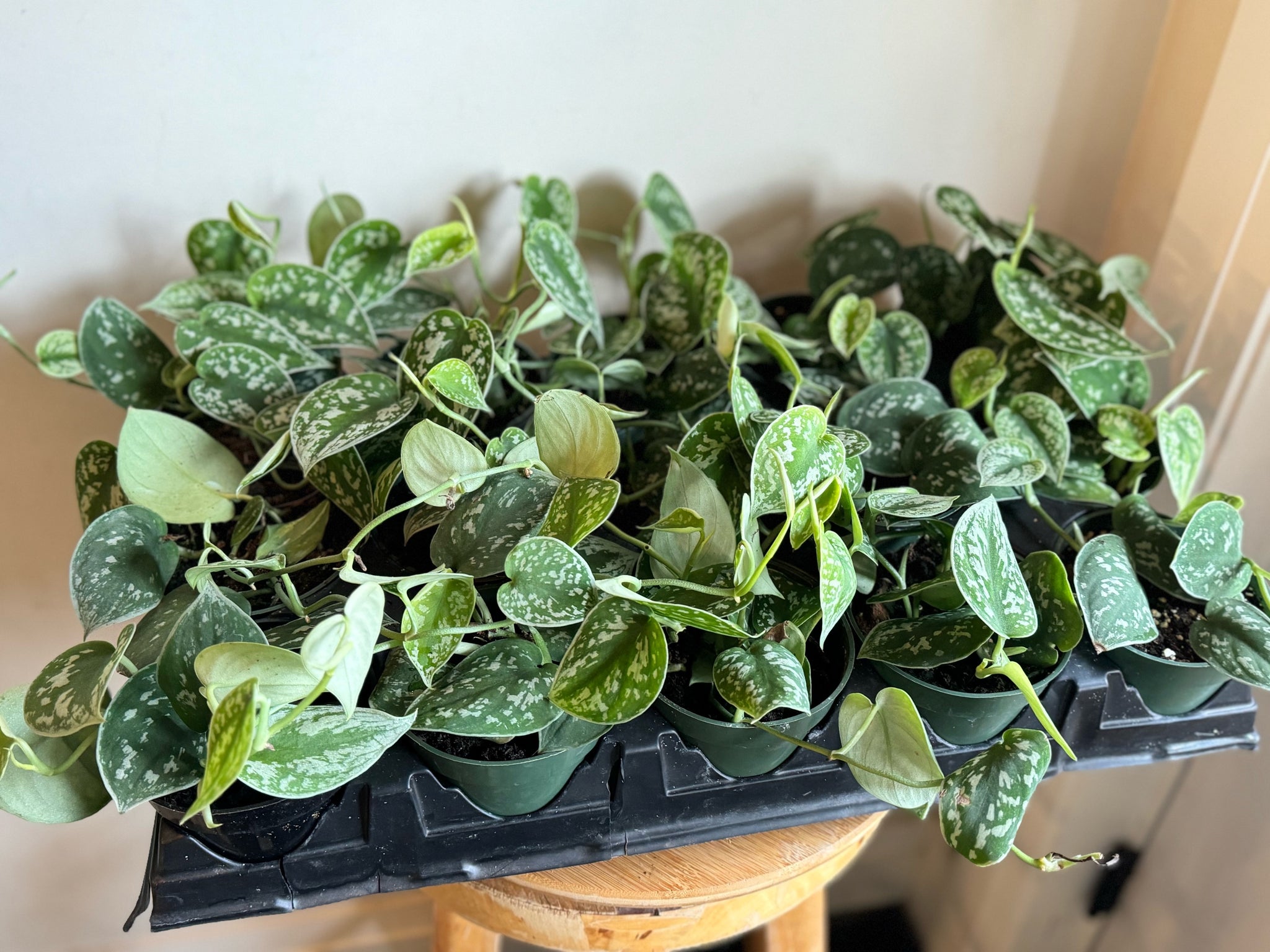 Scindapsus Pictus Exotica – Elora St. Flowers