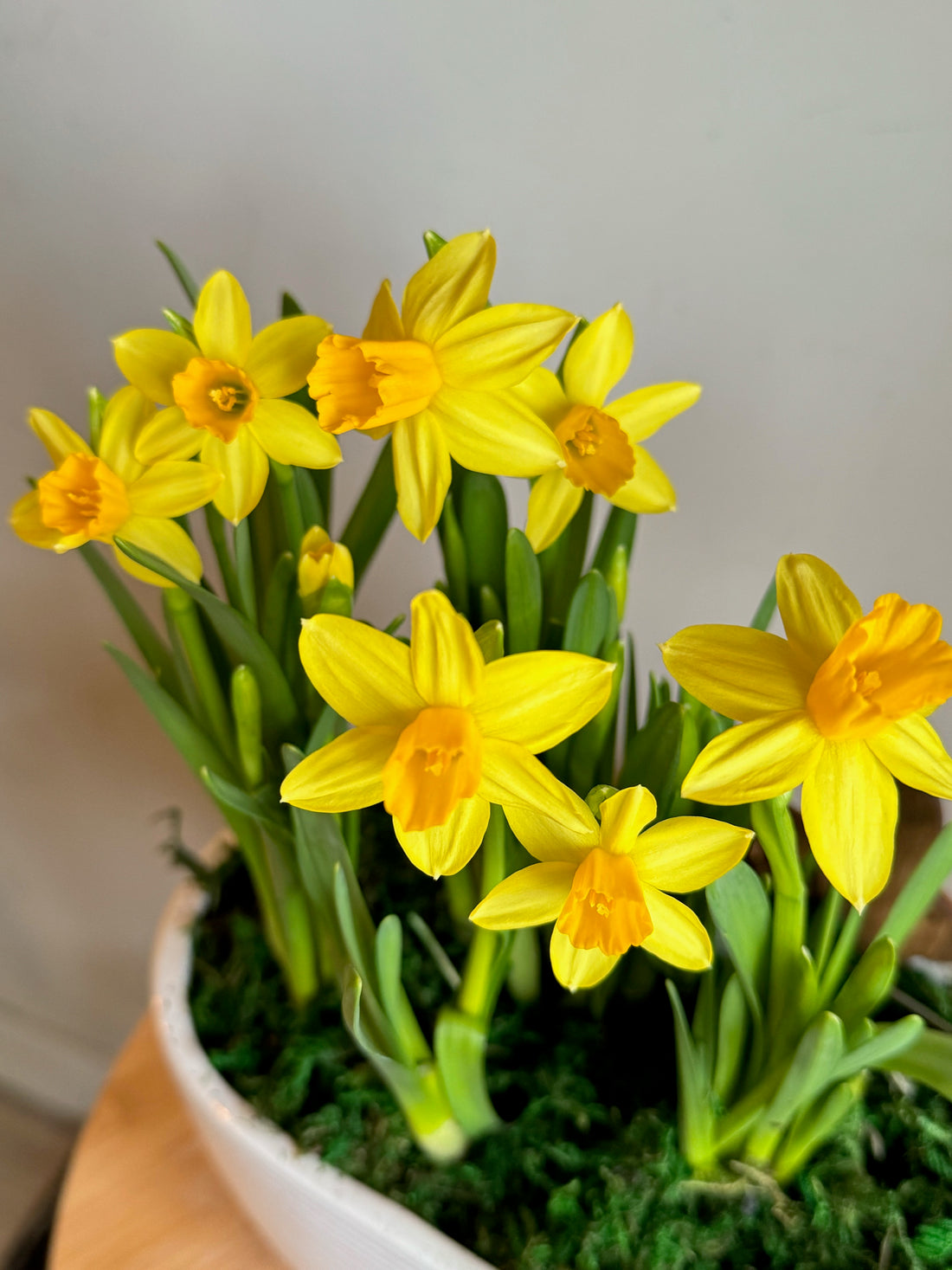 Elora Street Flowers – Elora St. Flowers