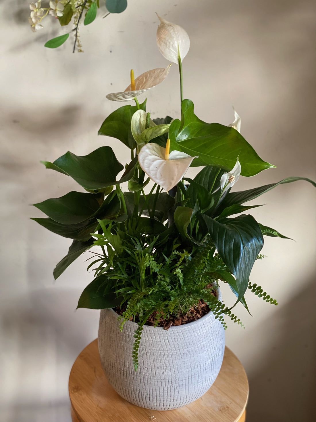 Large Sympathy Anthurium Planter – Elora St. Flowers