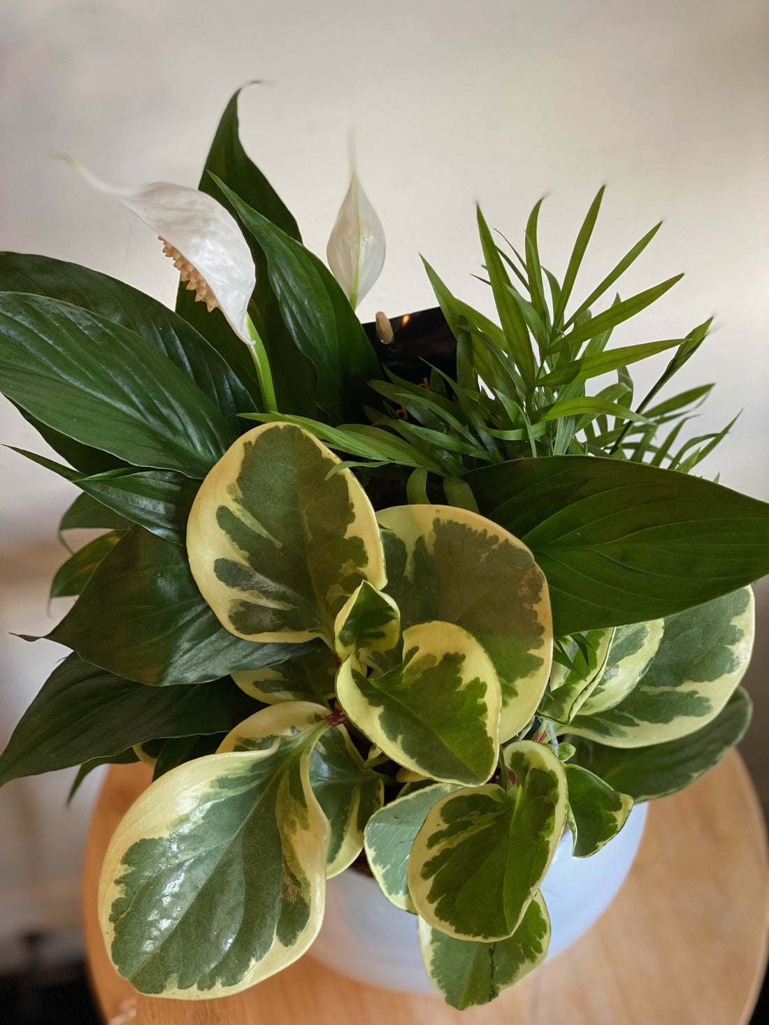 Large Sympathy Anthurium Planter – Elora St. Flowers